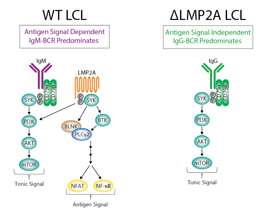 The role of LMP2A in EBV biology as a B cell Receptor Mimic – Johannsen ...