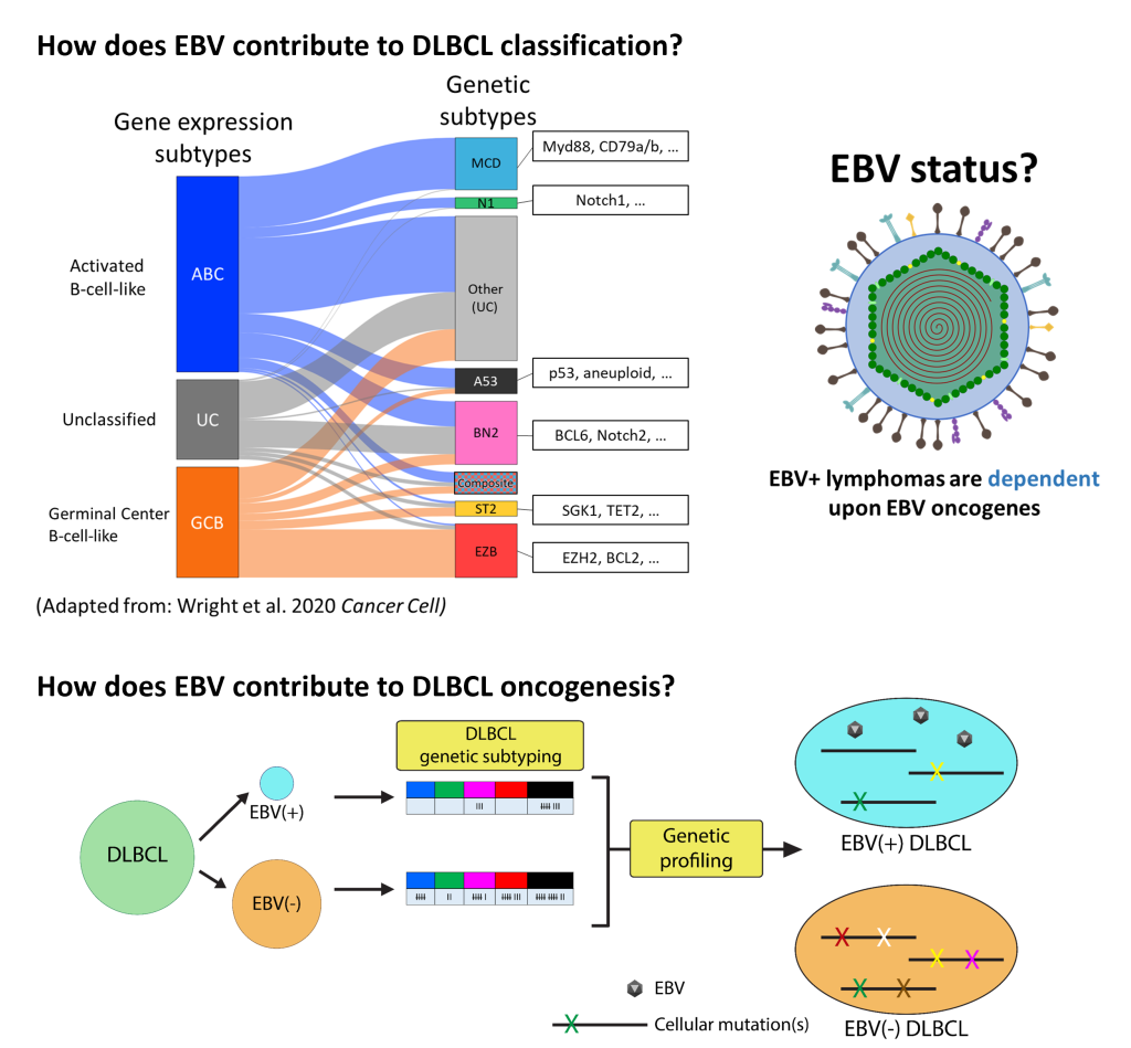 Defining the role of EBV in Diffuse Large B cell Lymphoma pathogenesis ...